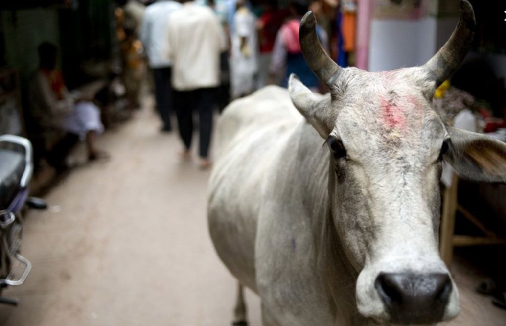 India: Muslim woman killed for resisting her son’s detention in cow ...