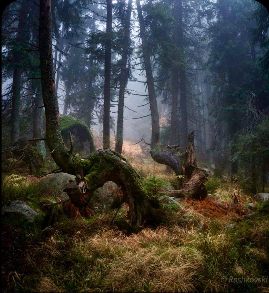 New study suggests global warming affects growth of trees - Shia Waves