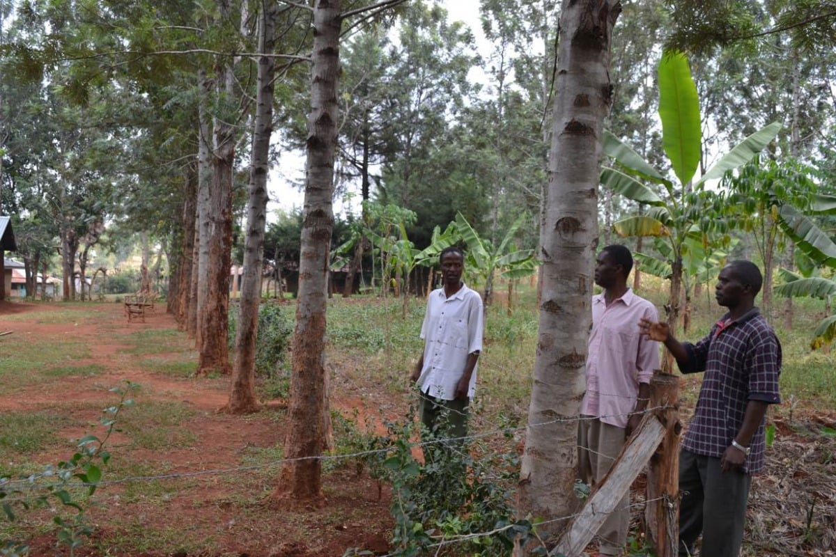 Kenya designates surprise public holiday to further 15-billion-tree ...