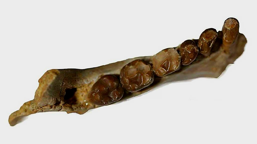 "Ancient Primates' Dental Secrets Unearthed: Fossilized Teeth Hint at ...