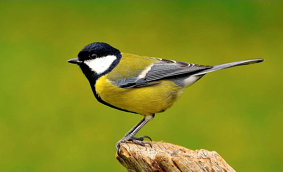 Over 400 thousand songbirds slaughtered in Cyprus in fall of 2023, new ...