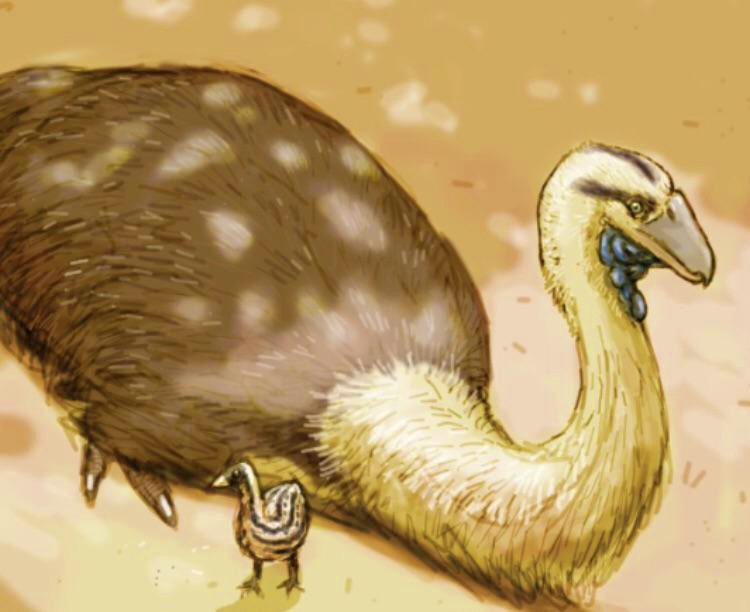 Scientists discover complete skull of extinct flightless bird in ...