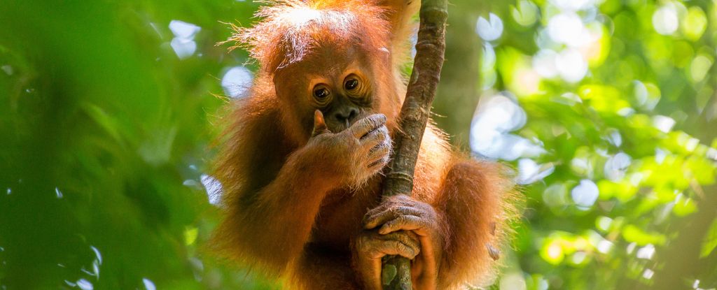 Protecting Just 1.2% of Earth's Land Could Avert Mass Extinction, Study ...