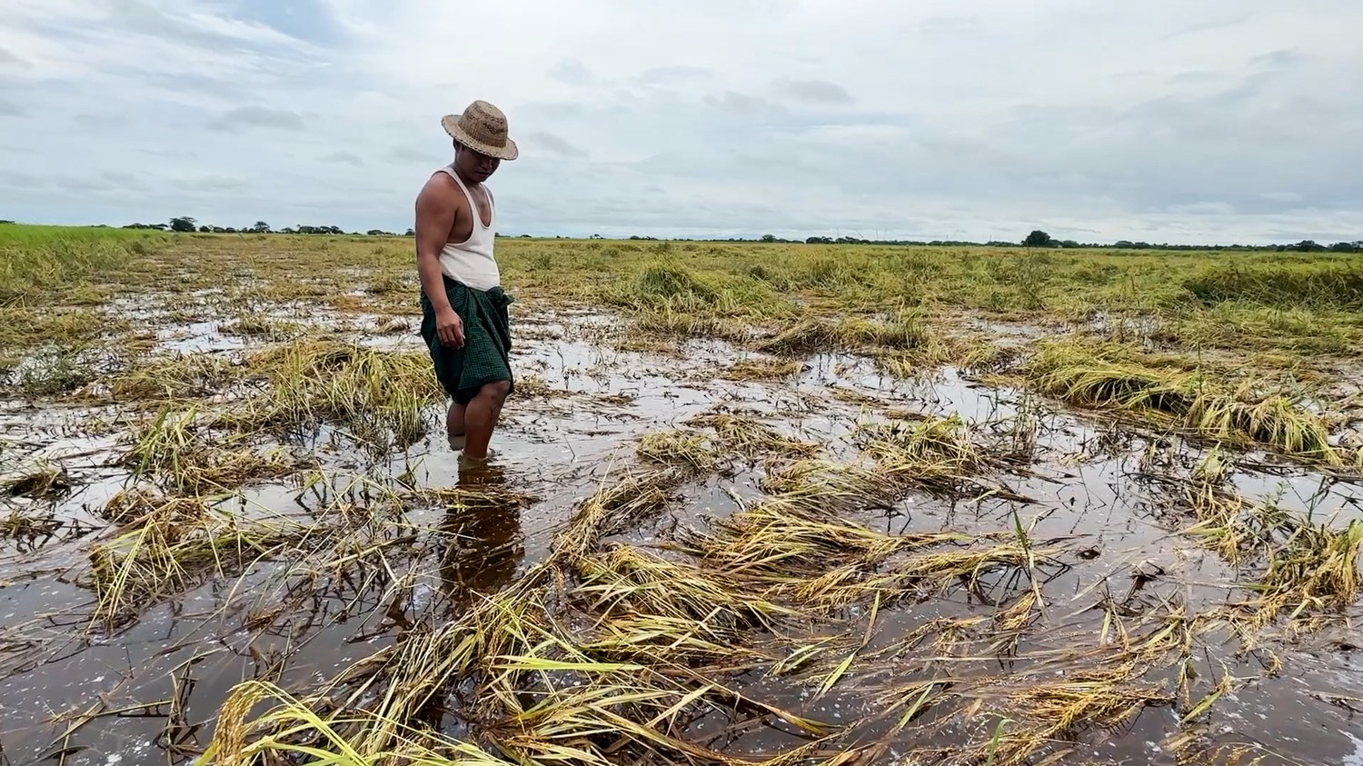 Flooding in Myanmar Devastates 20,000 Acres of Crops - Shia Waves