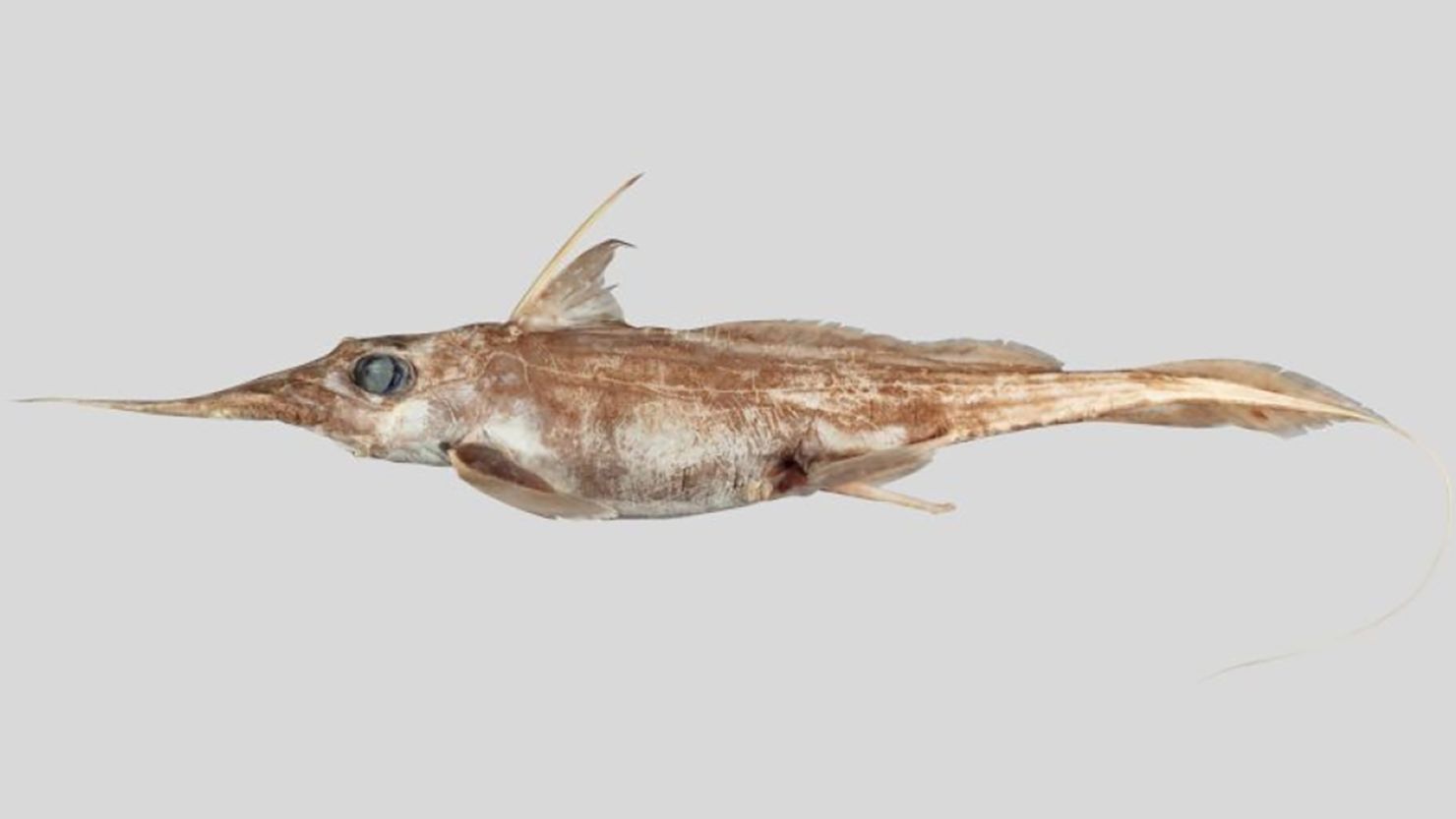 New Zealand Scientists Discover New Species of Ghost Shark - Shia Waves