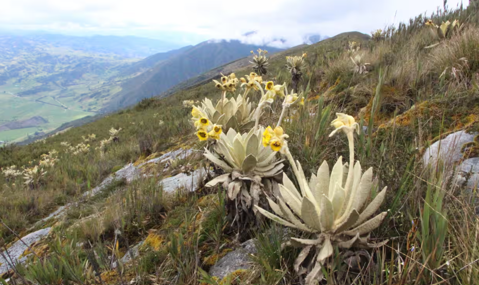 Botanists Identify 33 Global 'Dark Spots' with Thousands of Unknown ...