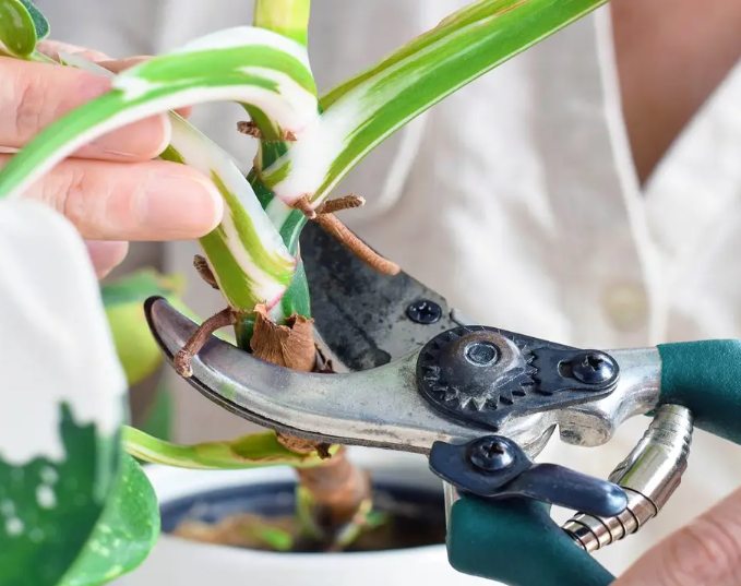 Plants Emit 'Screaming' Sounds When Stressed, Study Reveals - Shia Waves