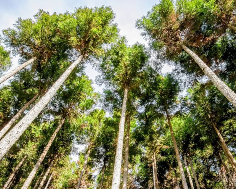 Trees Adapt to Storms: New Study Reveals Survival Strategies - Shia Waves