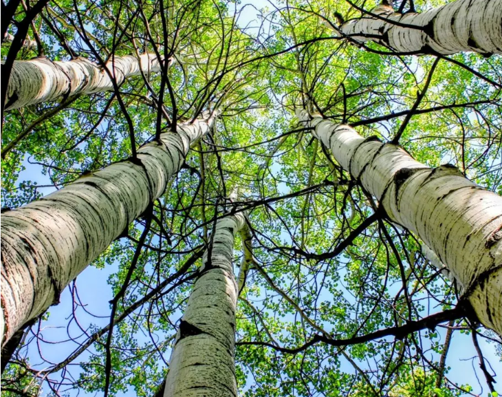 The world's largest living organism comprises 47,000 trees - Shia Waves