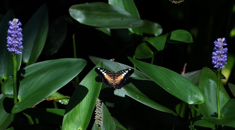 UK Wildlife Faces Alarming Declines Amid Unstable Weather Patterns ...