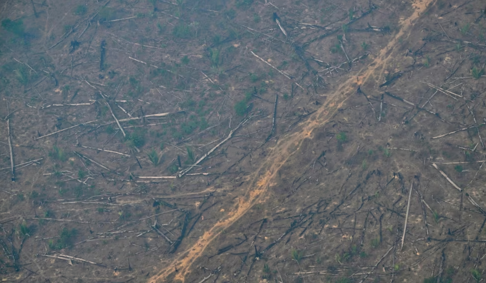 Drought, fire, deforestation destroyed Amazon rainforest in 2024 - Shia ...