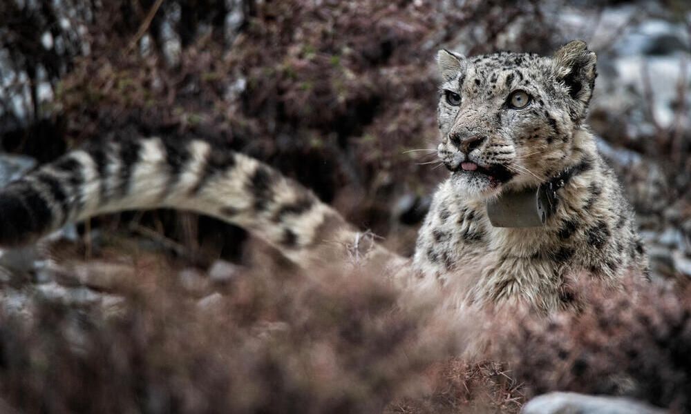 Leopard killings surge in Pakistan amid human-wildlife conflict - Shia ...