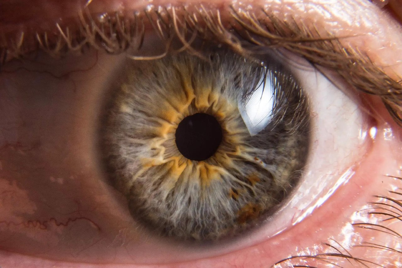 Researchers develop vision-restoring therapy through retinal ...