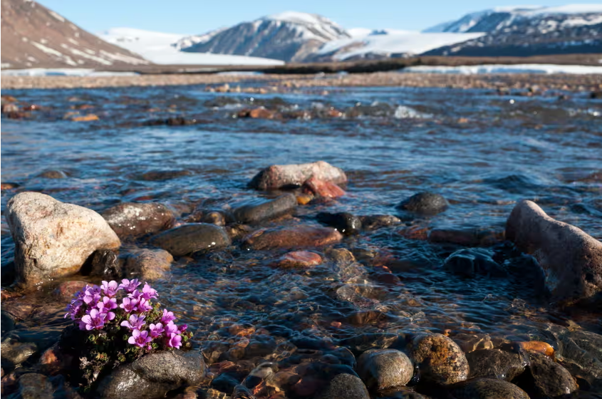 Arctic Plant Study Reveals Climate Change "Early Warning" as Ecosystems ...